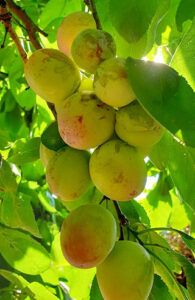 Prune murate in otet - Diva in Bucatarie